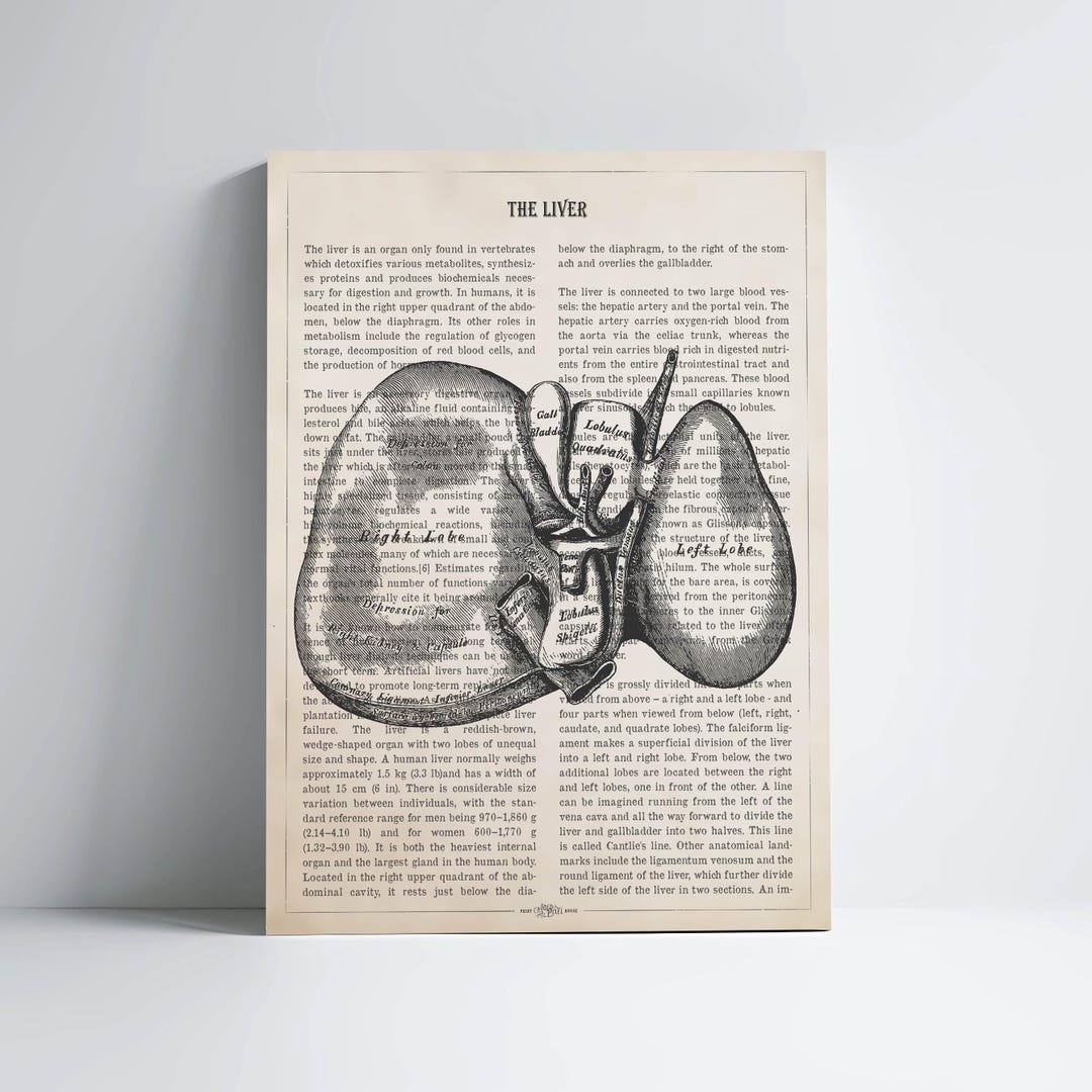 Human Liver Anatomy Print, Hepatologist Gift, Gastroenterologist ...
