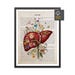 Liver Anatomy Print, Gastroenterologist Gift, Liver Transplant, Liver ...
