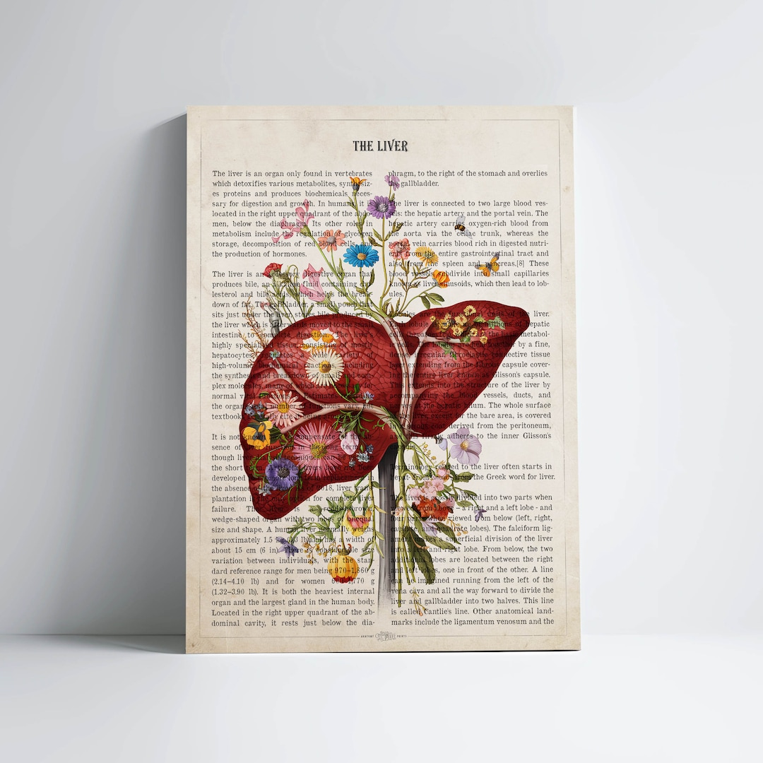 Liver Anatomy Print, Gastroenterologist Gift, Liver Transplant, Liver ...