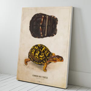 Common Box Turtle Print, Turtle Illustration, Turtle Art, Turtle Kids ...