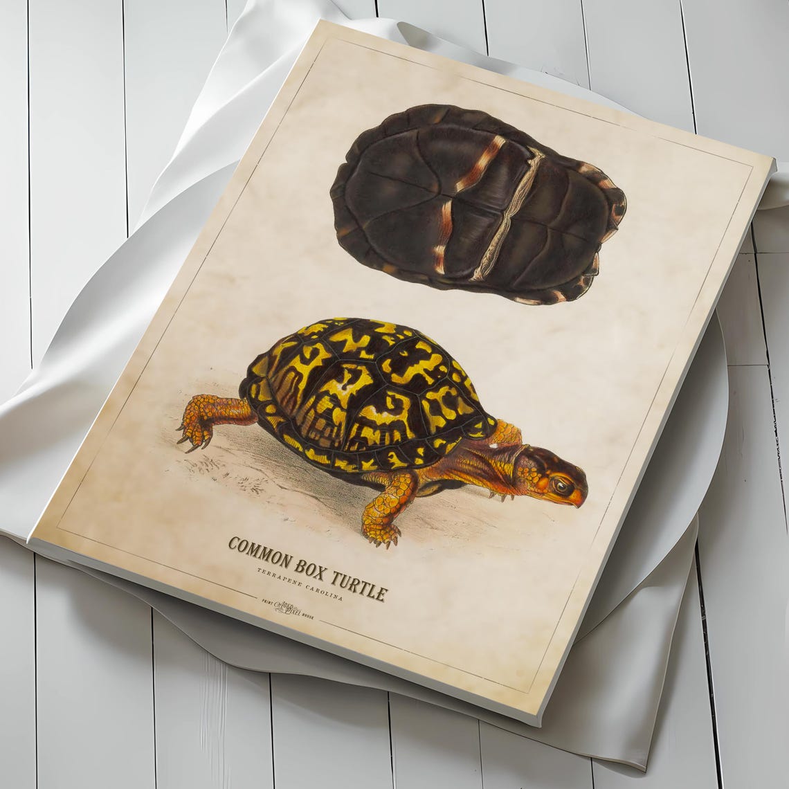 Common Box Turtle Print, Turtle Illustration, Turtle Art, Turtle Kids ...