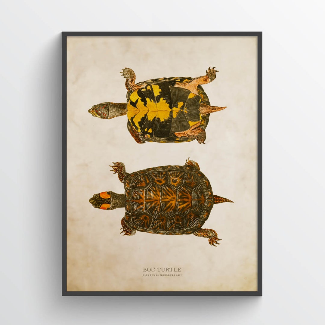 Bog Turtle Print, Turtle Illustration, Turtle Art, Reptile Kids Room ...