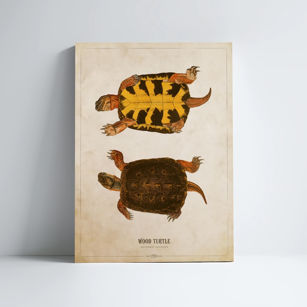 Wood Turtle Print, Turtle Illustration, Turtle Art, Reptile Kids Room ...