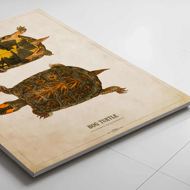 Bog Turtle Print, Turtle Illustration, Turtle Art, Reptile Kids Room ...