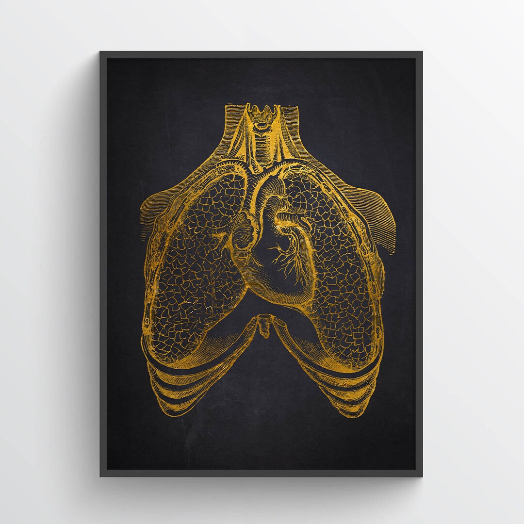 Lungs and Heart Anatomy Print, Medical Poster, Respiratory Therapy Gift ...