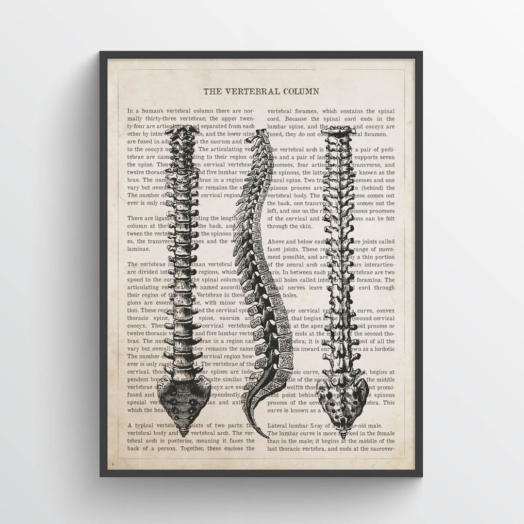Vertebral Column Anatomy Print, Spinal Cord Art, Chiropractor Gift Idea ...