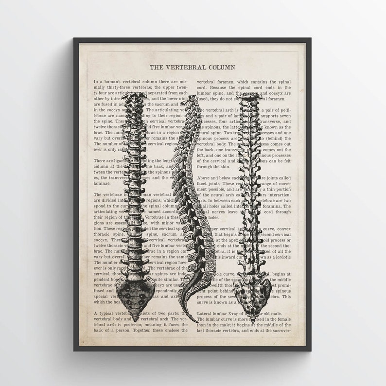 Vertebral Column Anatomy Print Spinal Cord Art Chiropractor - Etsy