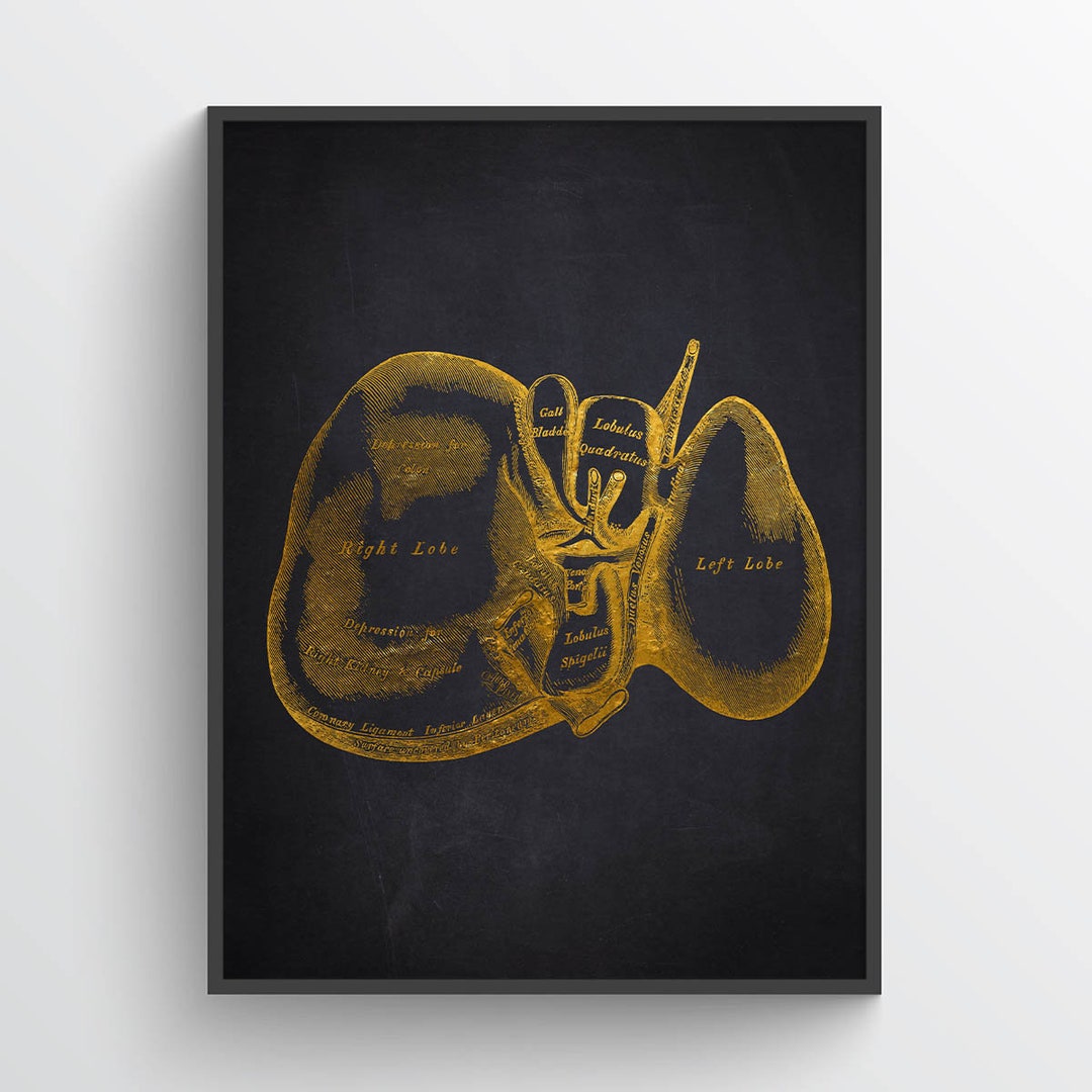 Liver Anatomy Print, Hepatologist Gift, Gastroenterologist Present ...