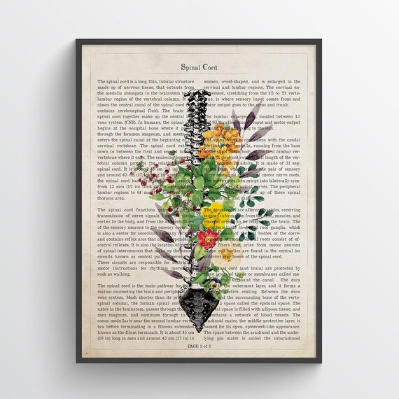 Spinal Cord With Flowers Anatomy Print Vertebral Column | Etsy