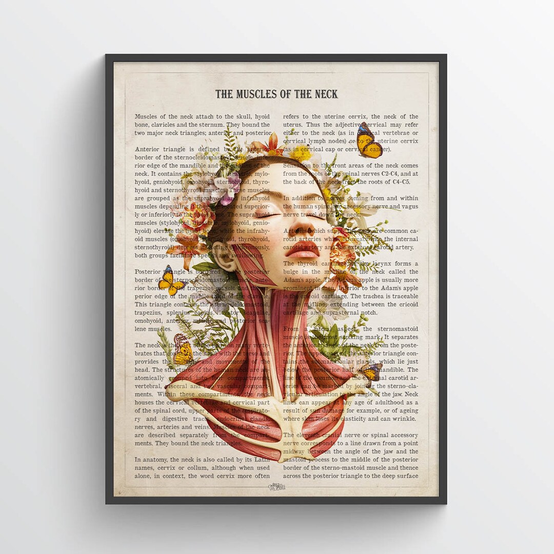 Muscles of the Neck Anatomy Print, Chiropractor Gift, Licensed Massage ...