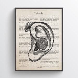 Outer Ear Anatomy Print, Audiology Gift, Hearing Doctor, ENT Gift ...