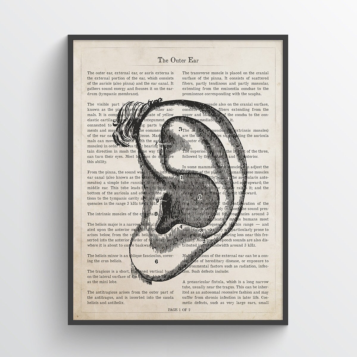 Outer Ear Anatomy Print Audiology Gift Hearing Doctor ENT | Etsy