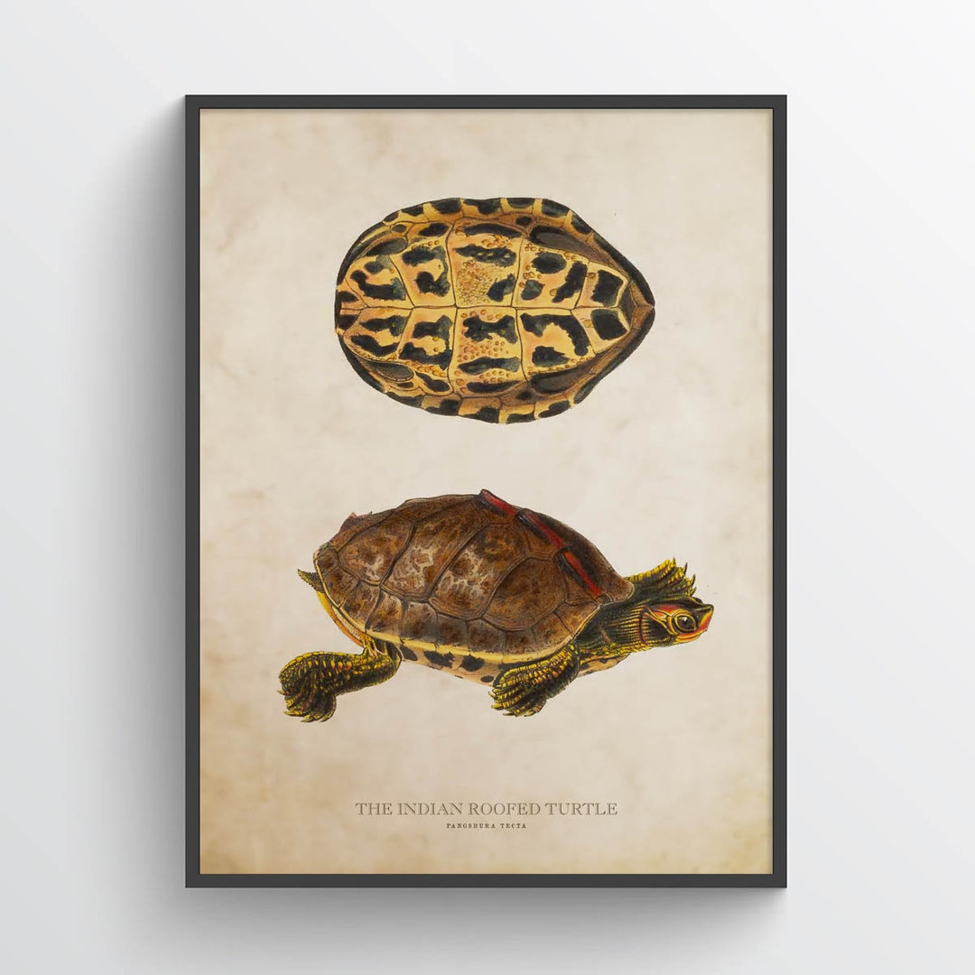 Indian Roofed Turtle Print, Turtle Illustration, Turtle Art, Reptile ...