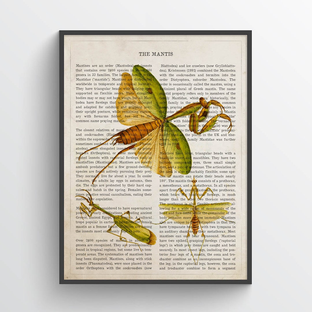Praying Mantis Print, Insect Drawing, Biodiversity Decor, Antique ...
