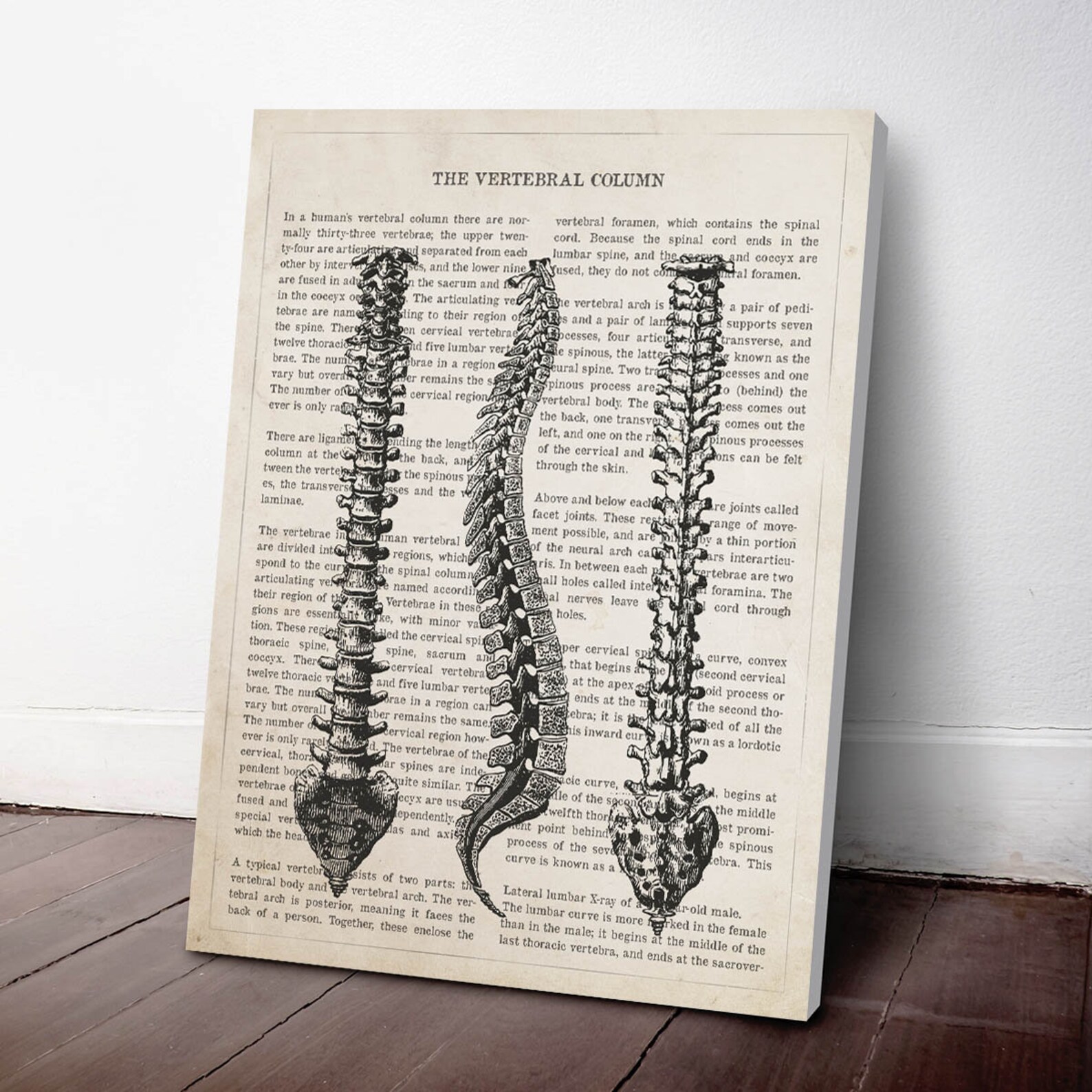 Vertebral Column Anatomy Print Spinal Cord Art Chiropractor - Etsy