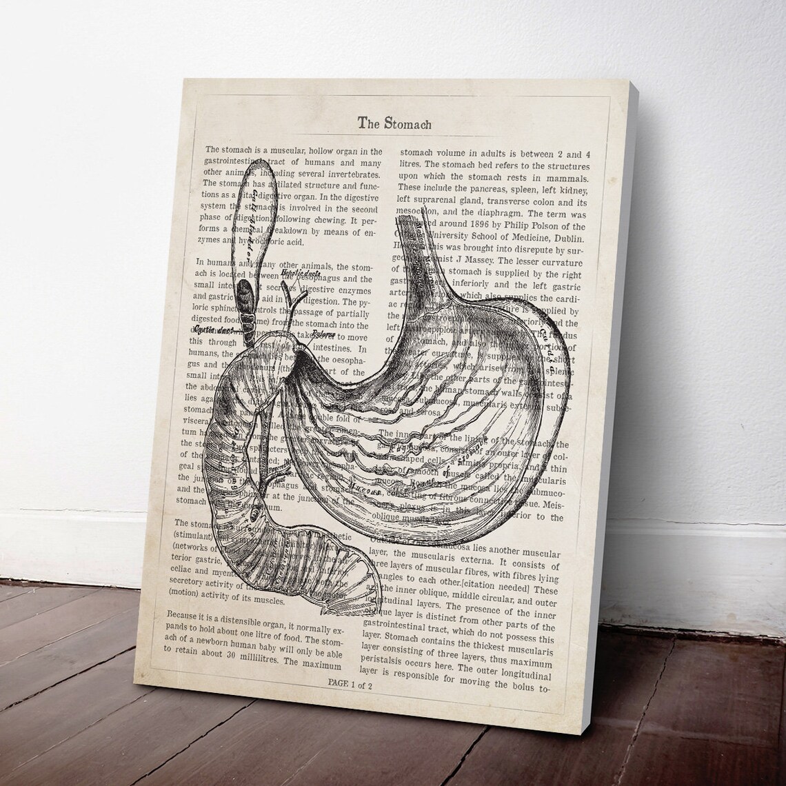 Stomach Anatomy Print Digestive System Gastroenterologist | Etsy