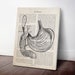 Stomach Anatomy Print, Digestive System, Gastroenterologist Gift ...