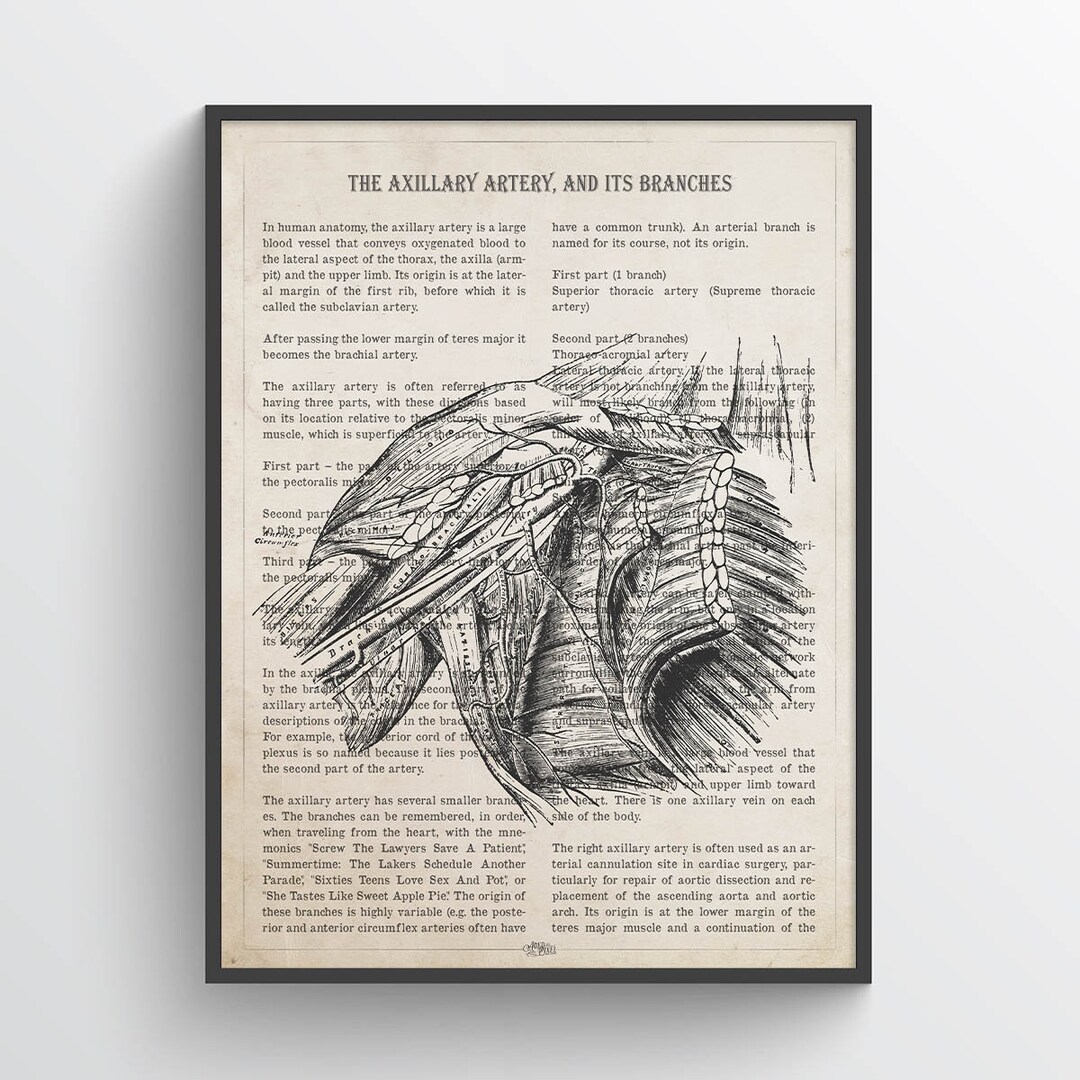 Axillary Artery Anatomy Print, Gift for Vascular Doctor, Vascular ...