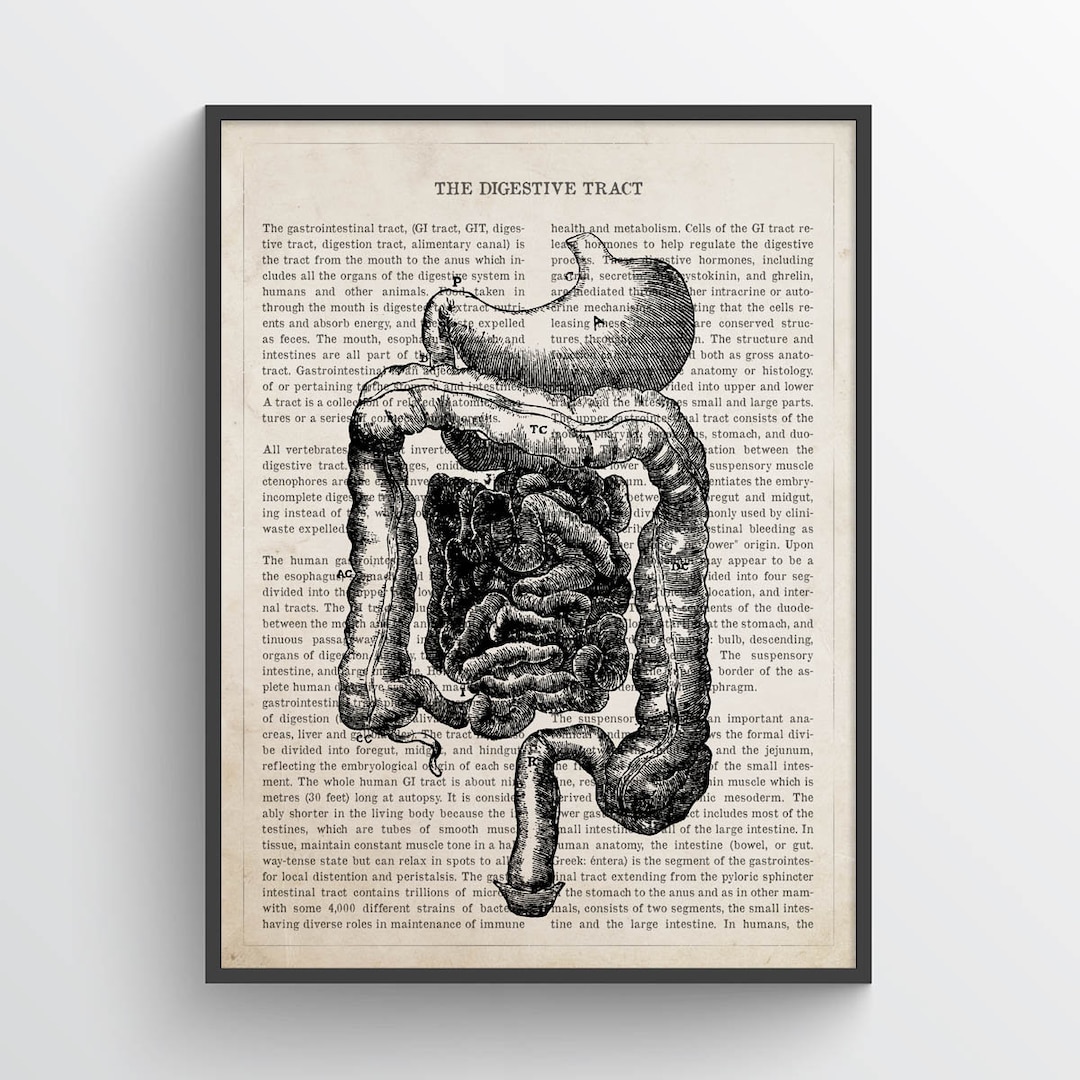 Digestive Tract Anatomy Print, Intestine, Digestive System, Medical ...