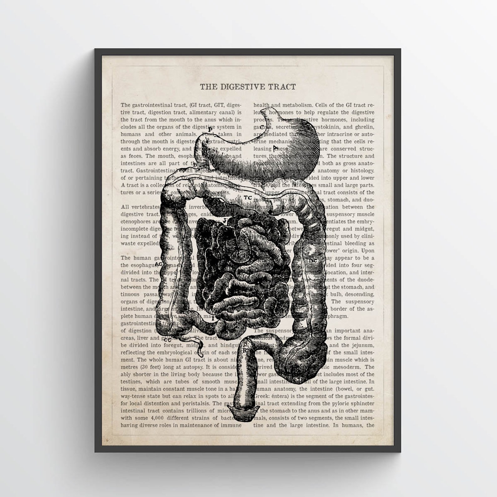 Digestive Tract Anatomy Print Intestine Digestive System - Etsy