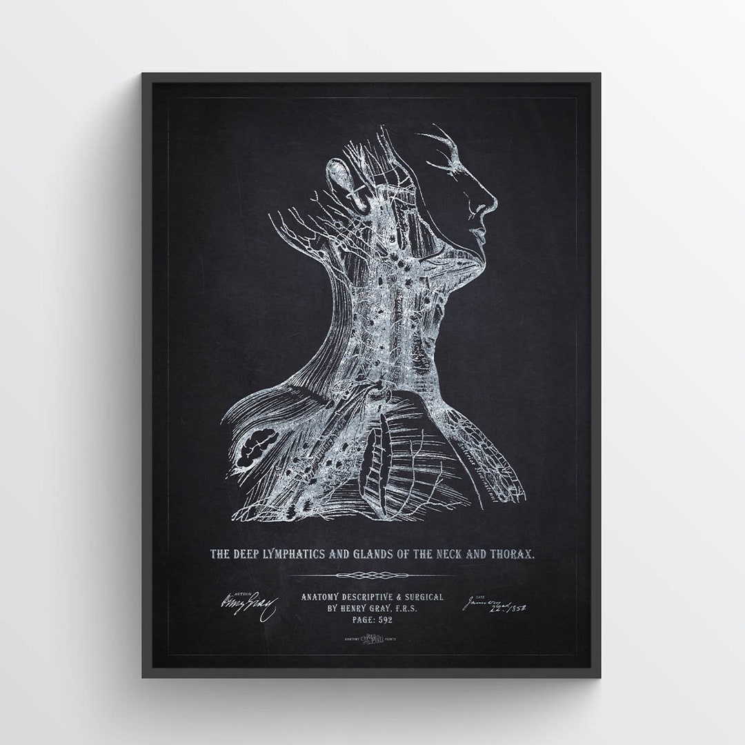 Lymphatics & Glands Anatomy Print, Endocrinology Print, Lymph Nodes ...