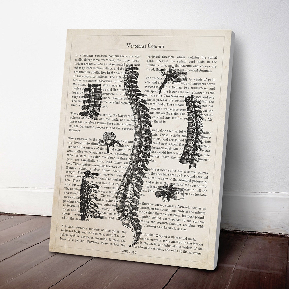 Vertebral Column Anatomy Print, Spine Art, Chiropractor Gift Idea ...