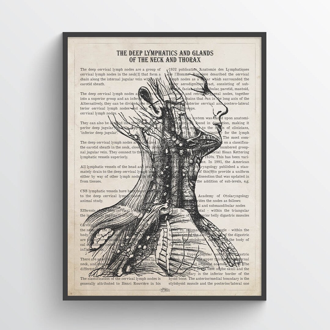 Lymphatics & Glands Anatomy Print, Endocrinology Print, Lymph Nodes ...