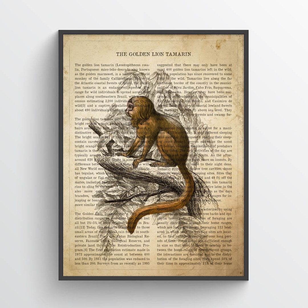 Vintage Golden Lion Tamarin Print, Safari Painting, Monkey Illustration ...