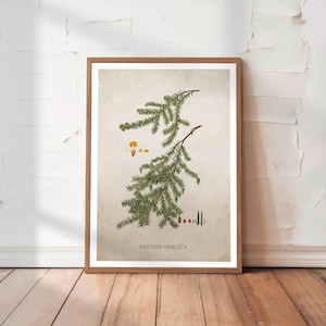 Retro Eastern Hemlock Print Vintage Tree Art Rustic Forest Decor Poster ...