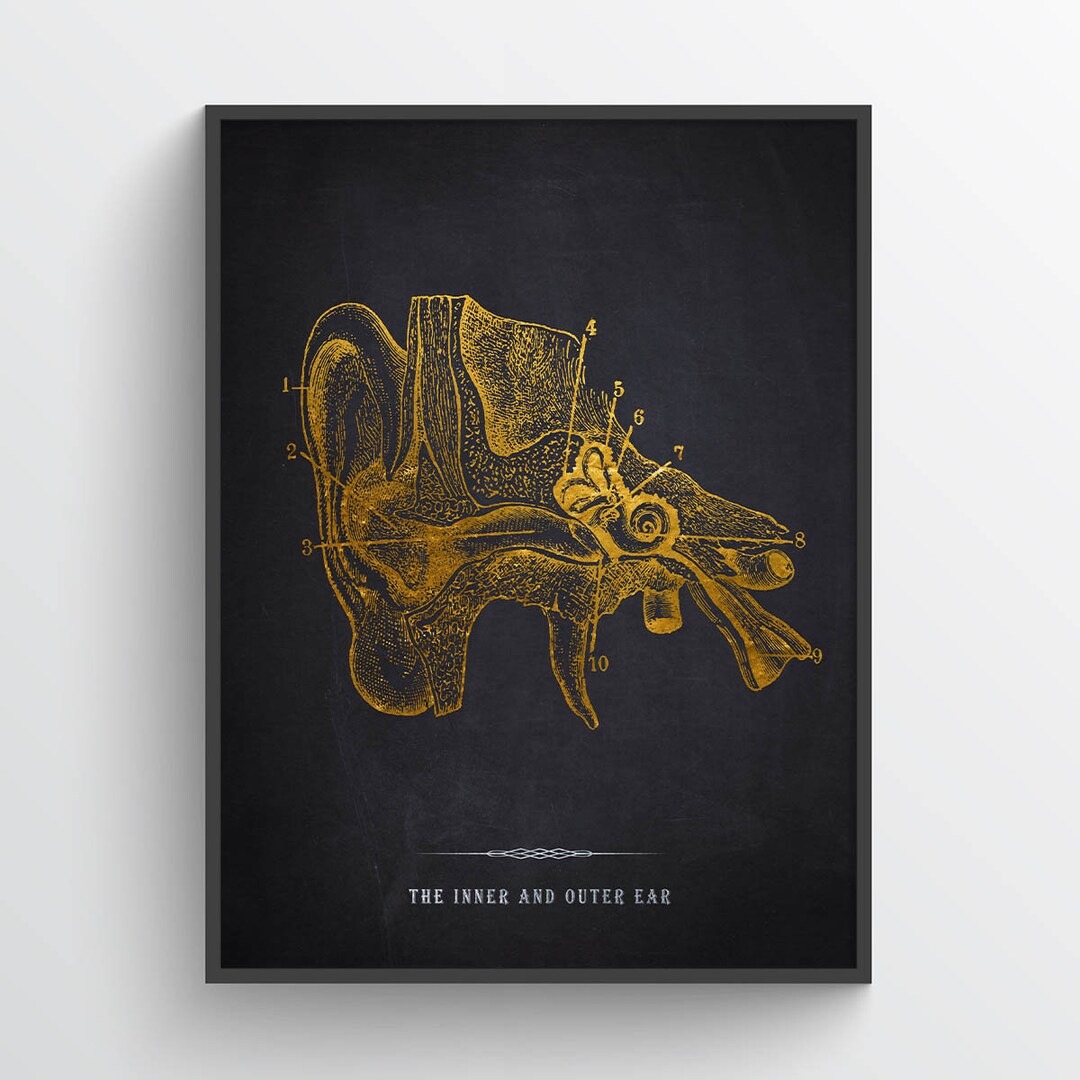 Inner and Outer Ear Anatomy Print, AUD, Audiology Gift, Hearing Doctor ...