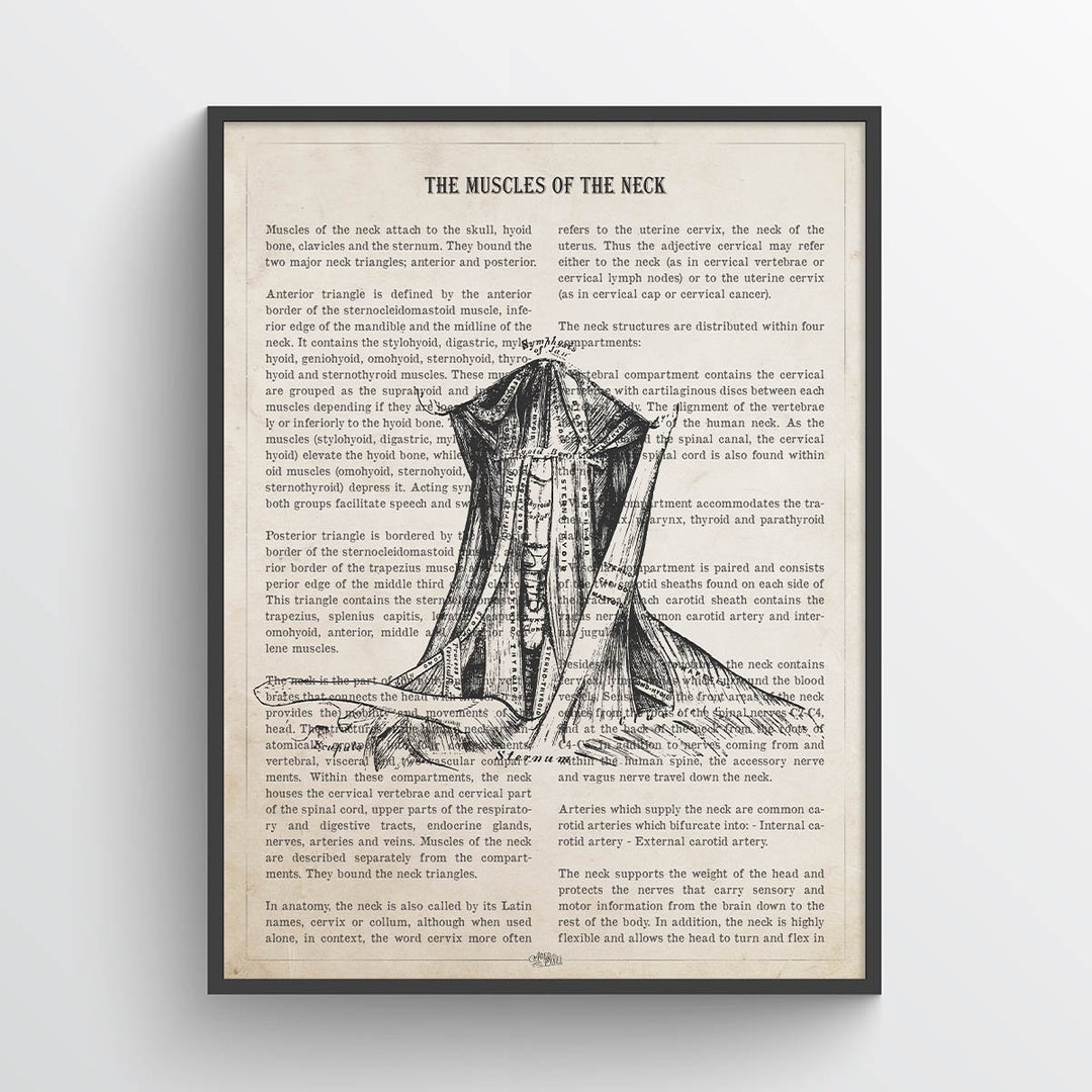 Muscles of the Neck Anatomy Print, Chiropractor Gift, Licensed Massage ...