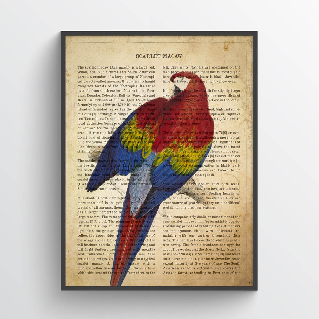 Vintage Scarlet Macaw Print, Parrot Illustration, Parrot Art, Bird ...