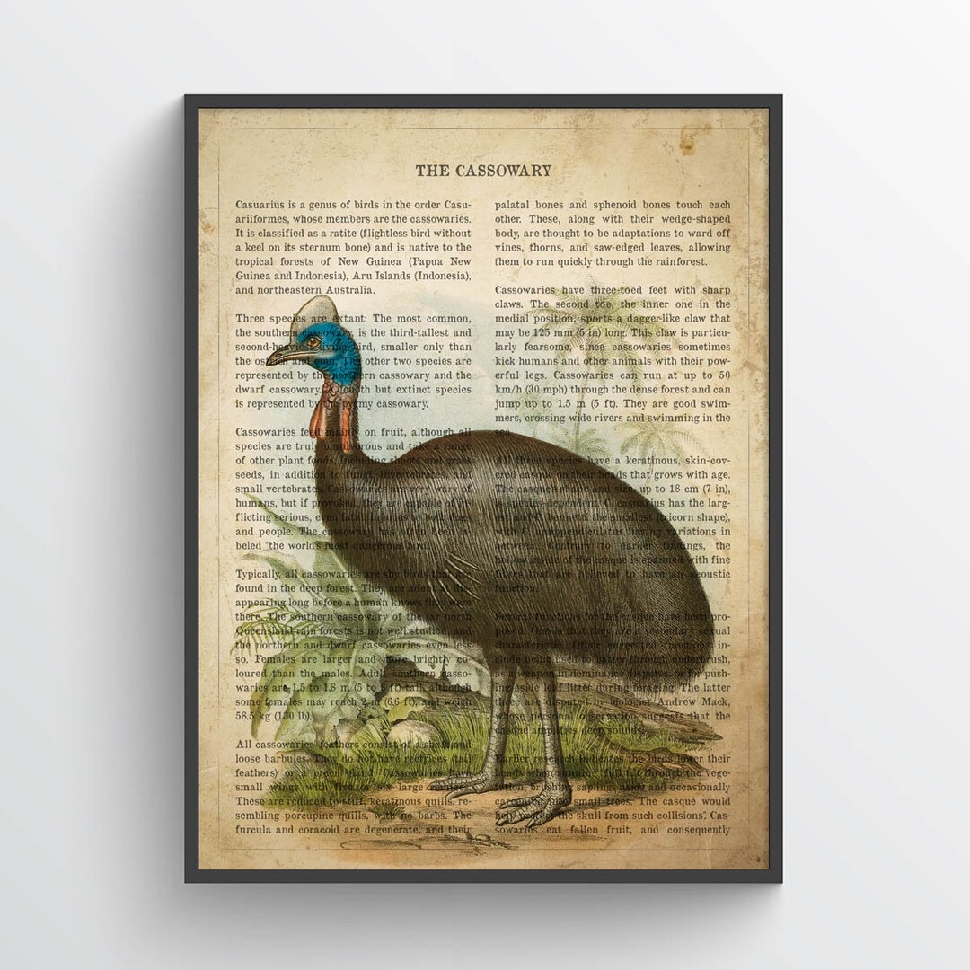 Vintage Cassowary Print Safari Painting Casuarius - Etsy