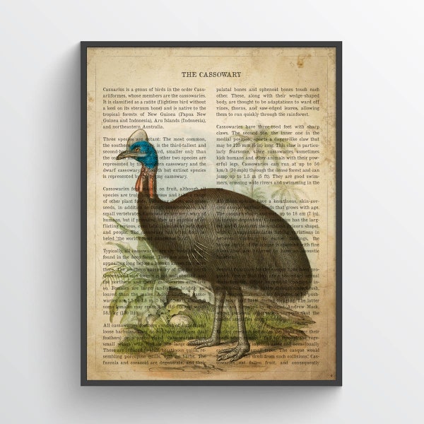 Cassowary - Etsy