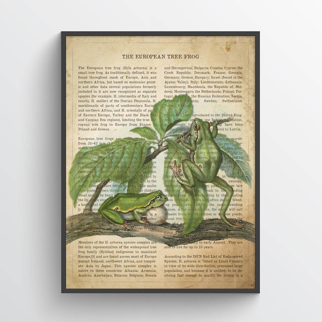 Vintage Tree Frog Print, Amphibian, Frog Art, Antique Natural History ...