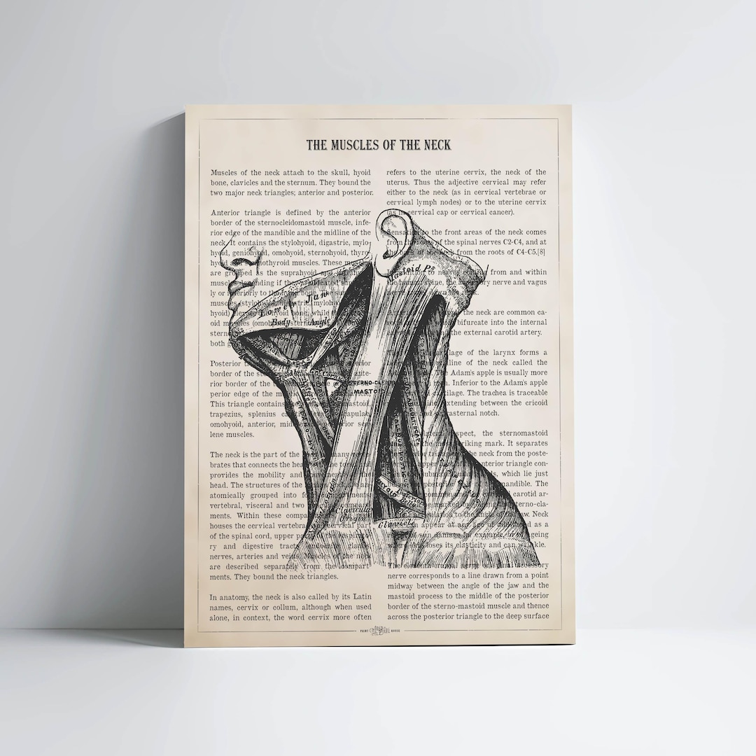 Muscles of the Neck Anatomy Print, Chiropractor Gift, Licensed Massage ...
