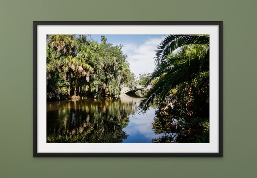 LOUISIANA SWAMP PRINT | Wall Art From New Orleans, Louisiana, New ...