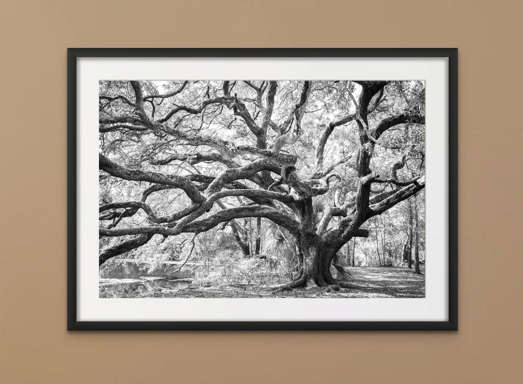 BLACK AND WHITE Oak Tree Print | Wall Art From New Orleans, Louisiana ...