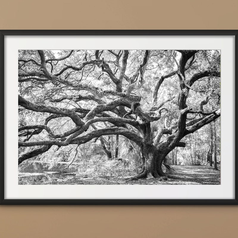 Black and White Photo Oak Tree - Etsy