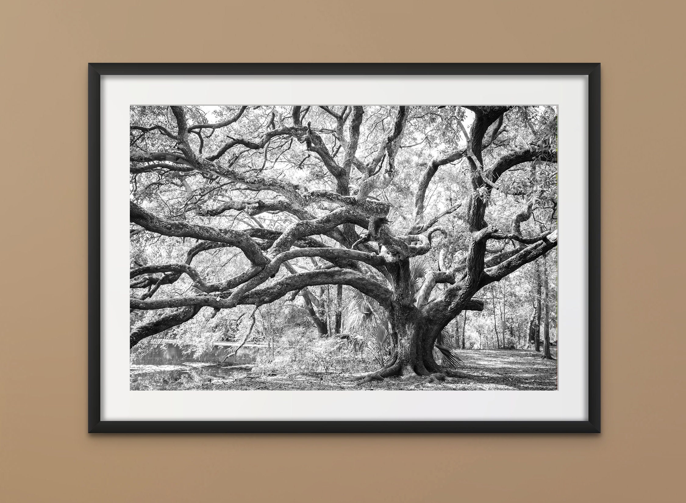 BLACK AND WHITE Oak Tree Print Wall Art From New Orleans, Louisiana ...