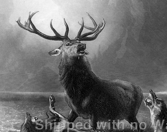 The Stag at Bay | Etsy