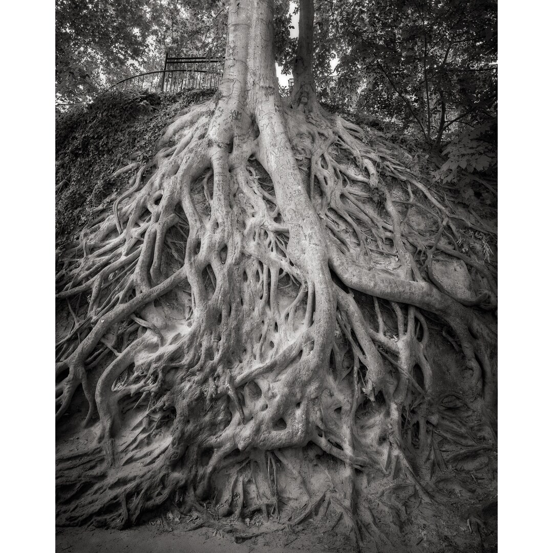 Medusa Tree, Greenville, South Carolina - Etsy