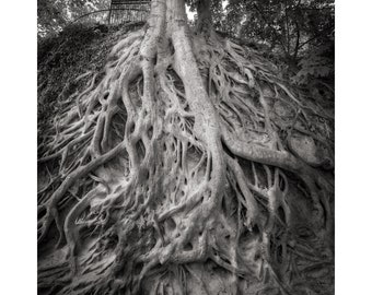 Print Download, Root Tree Medusa Tree, Greenville SC, Falls Park, South ...