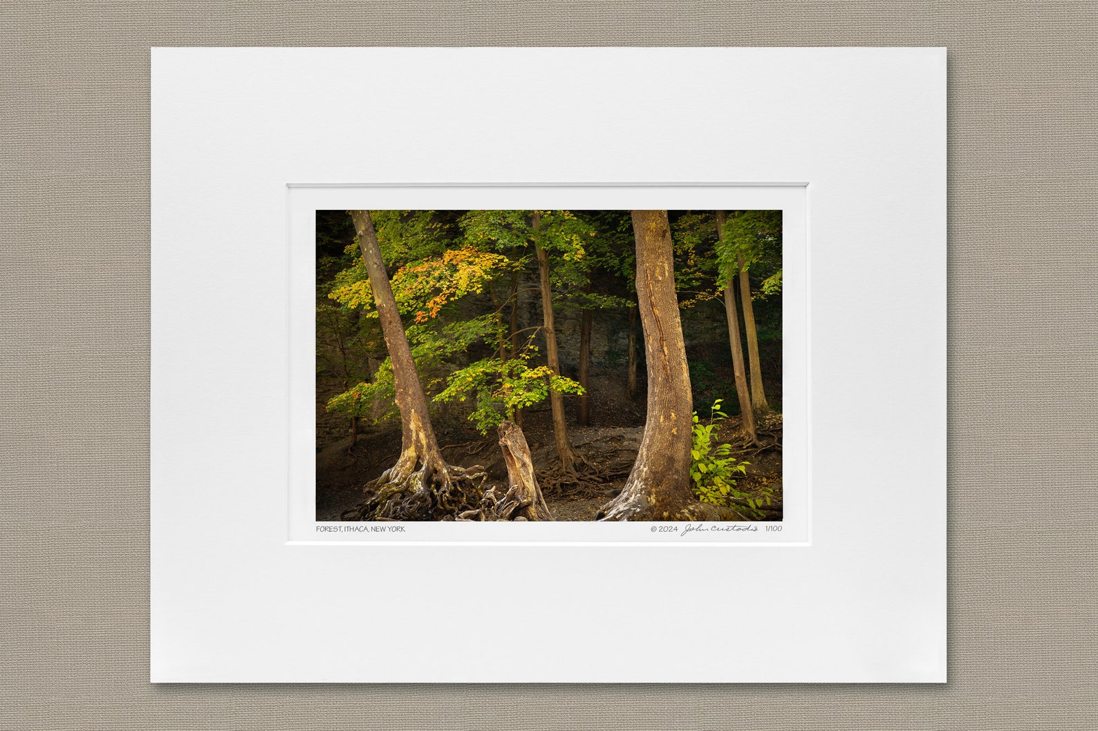 Forest, Ithaca, New York - Etsy