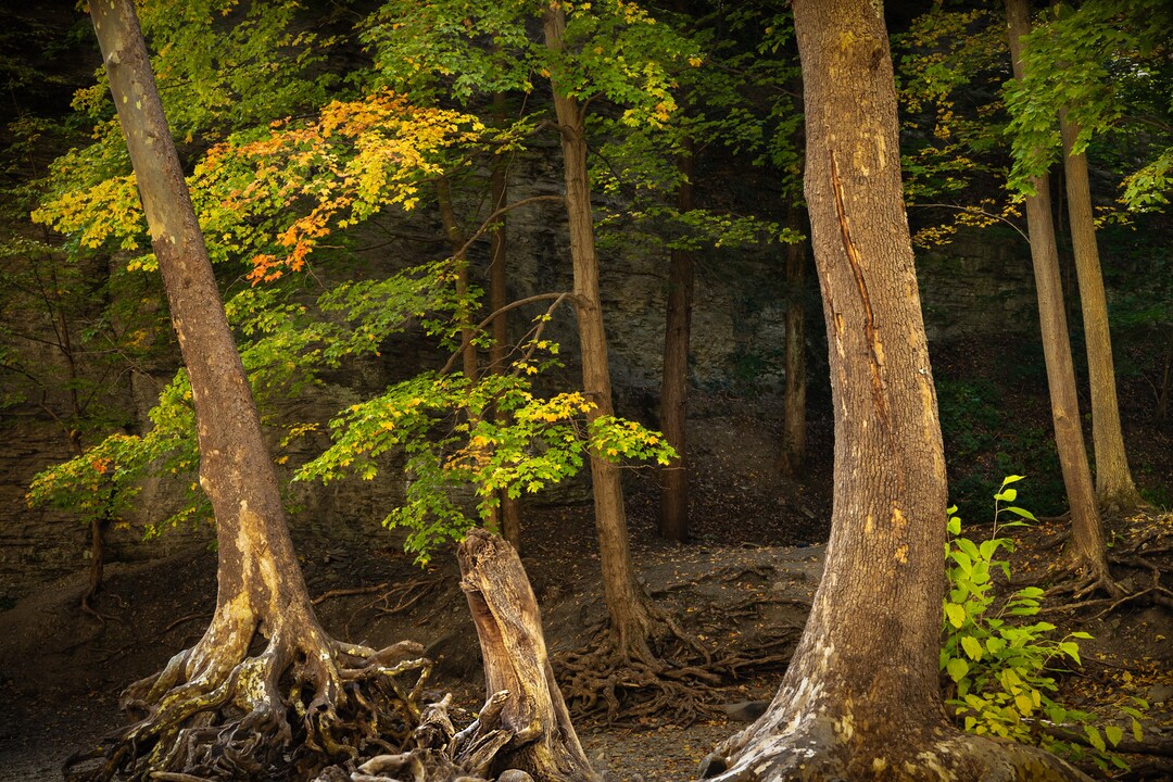 Forest, Ithaca, New York - Etsy