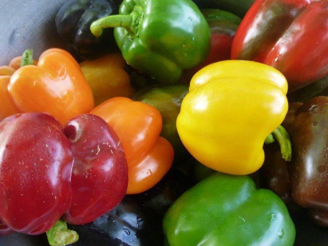 50 Heirloom Bell Pepper Seeds.mixed Colors - Etsy