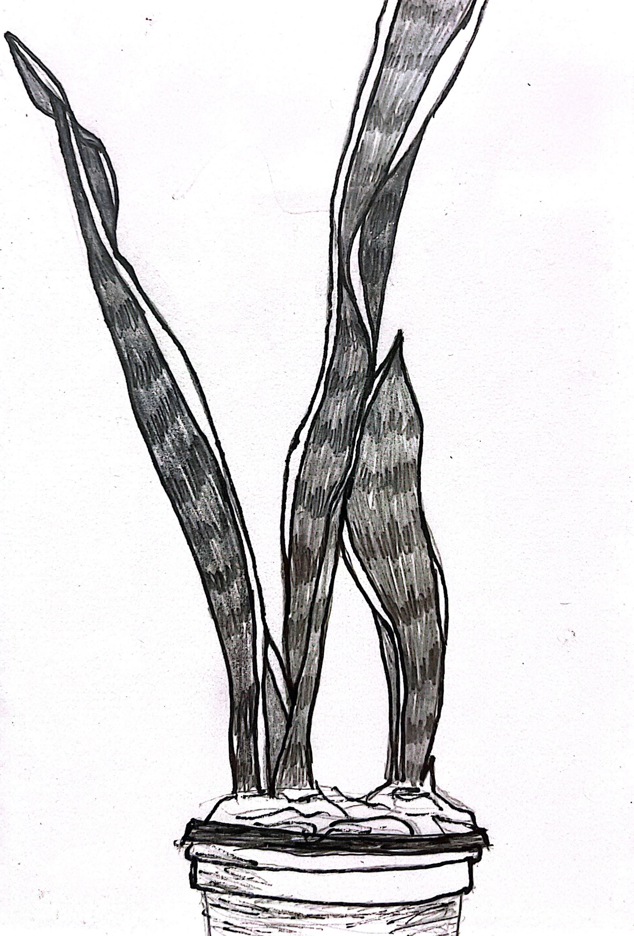 Digital Print of Snake Plant Drawing, Sansevieria, Houseplant Drawing ...