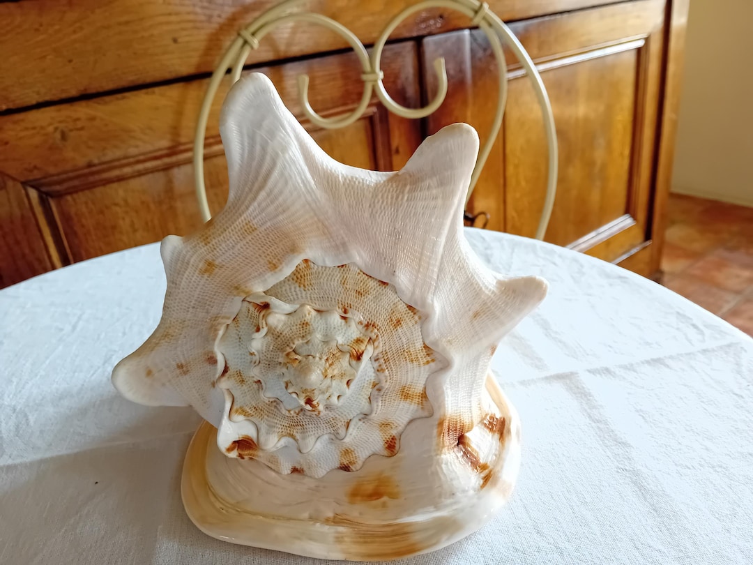 Conch Shell Large Queen Helmet Ocean Vintage Treasure 1.300 Kilo - Etsy