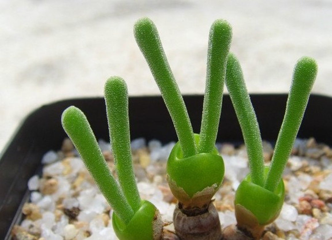 MONILARIA Moniliforme 10 Seeds Rare Cactus Succulent Plant Flower ...