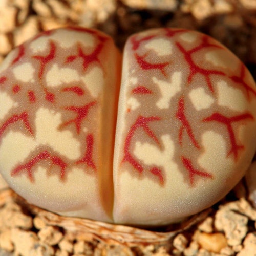 MONILARIA Moniliforme 10 Seeds Rare Cactus Succulent Plant - Etsy
